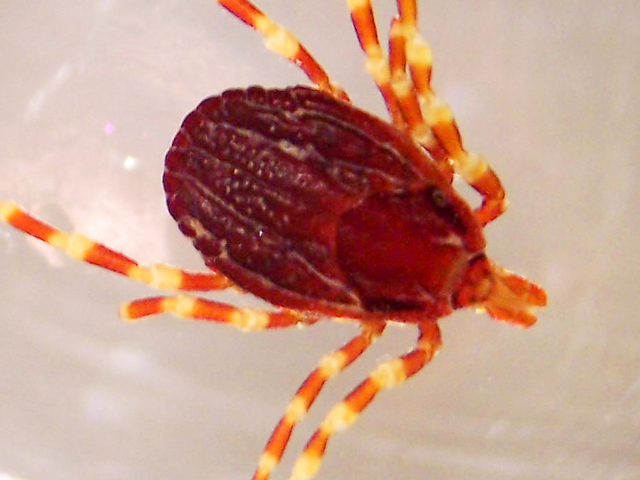 How Did Crimean-Congo Hemorrhagic Fever Get To Spain? : Goats and Soda ...