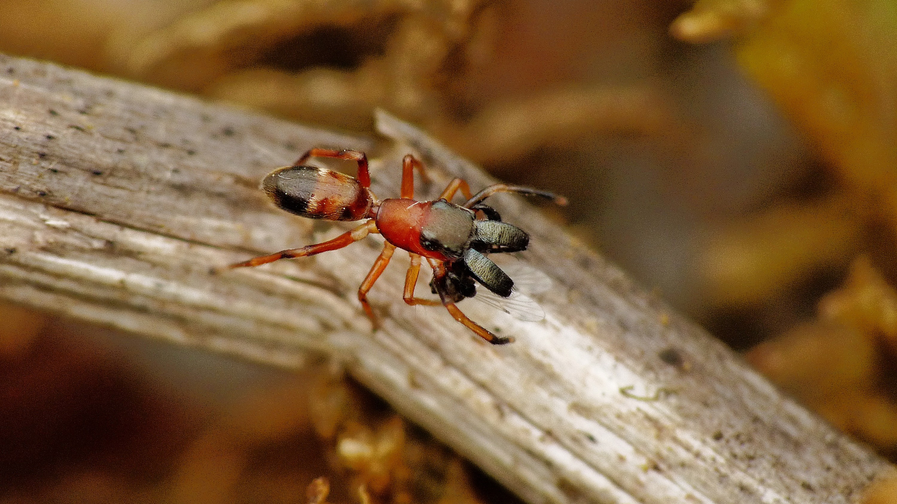 If It Walks Like An Ant, You Probably Wouldn't Eat It — Or So These ...