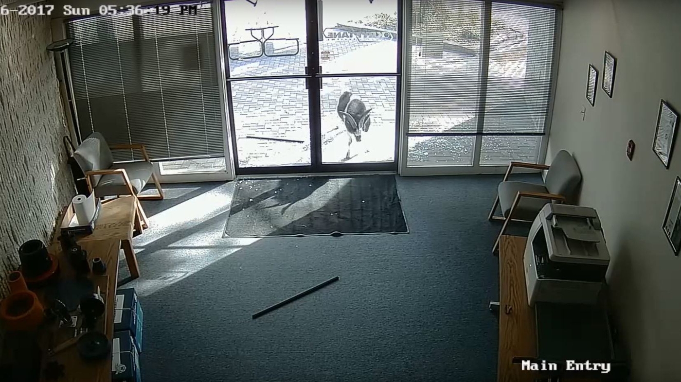 WATCH: Security Camera Footage Reveals Rogue Goat At Colorado Office ...