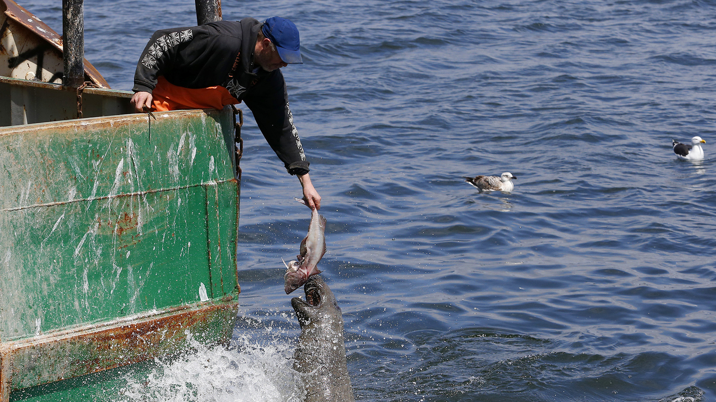 Sentencing Approaches for New England's 'Codfather' : The Salt : NPR