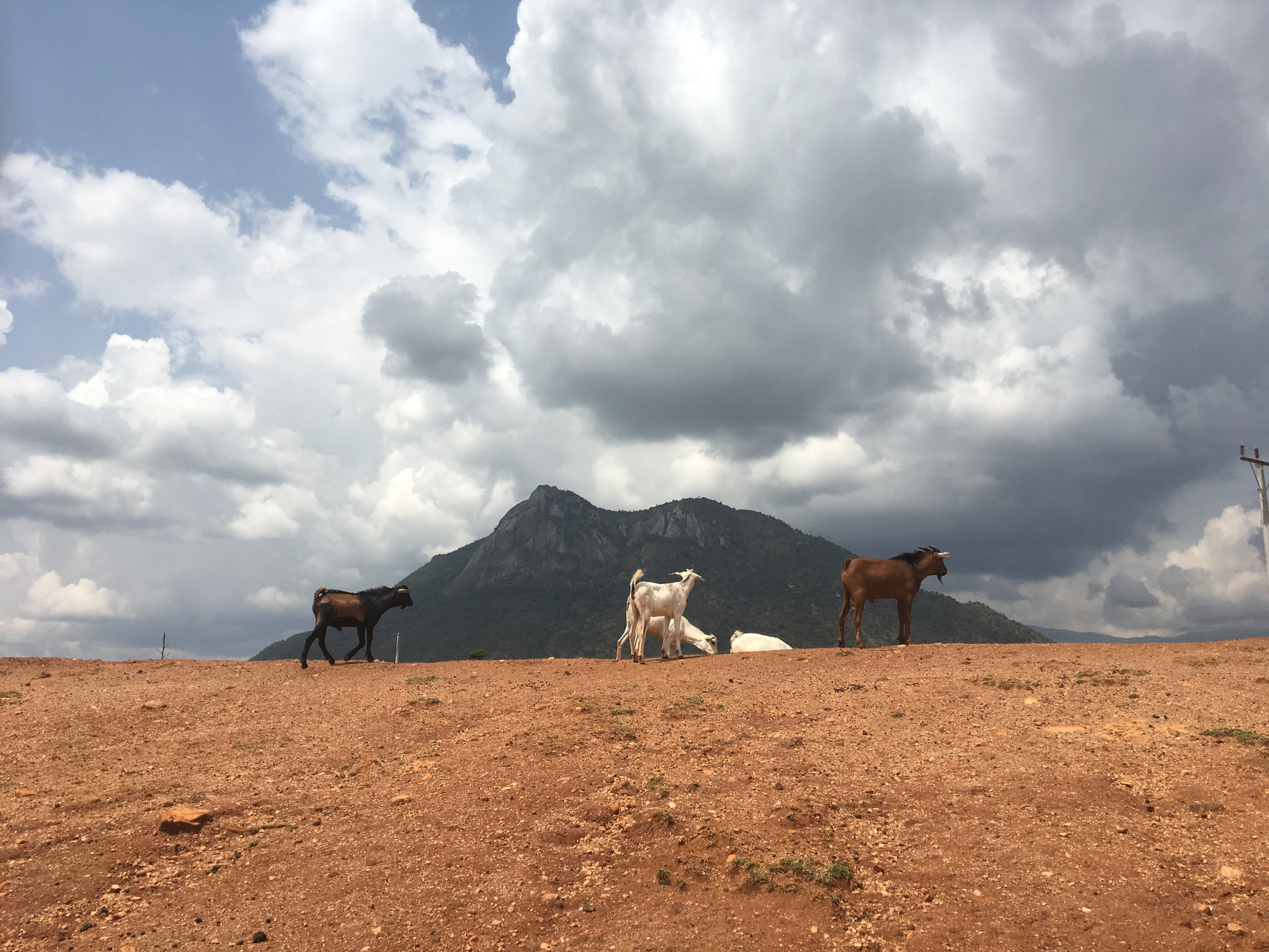As The Climate Changes, Kenyan Herders Find Centuries-Old Way Of Life ...