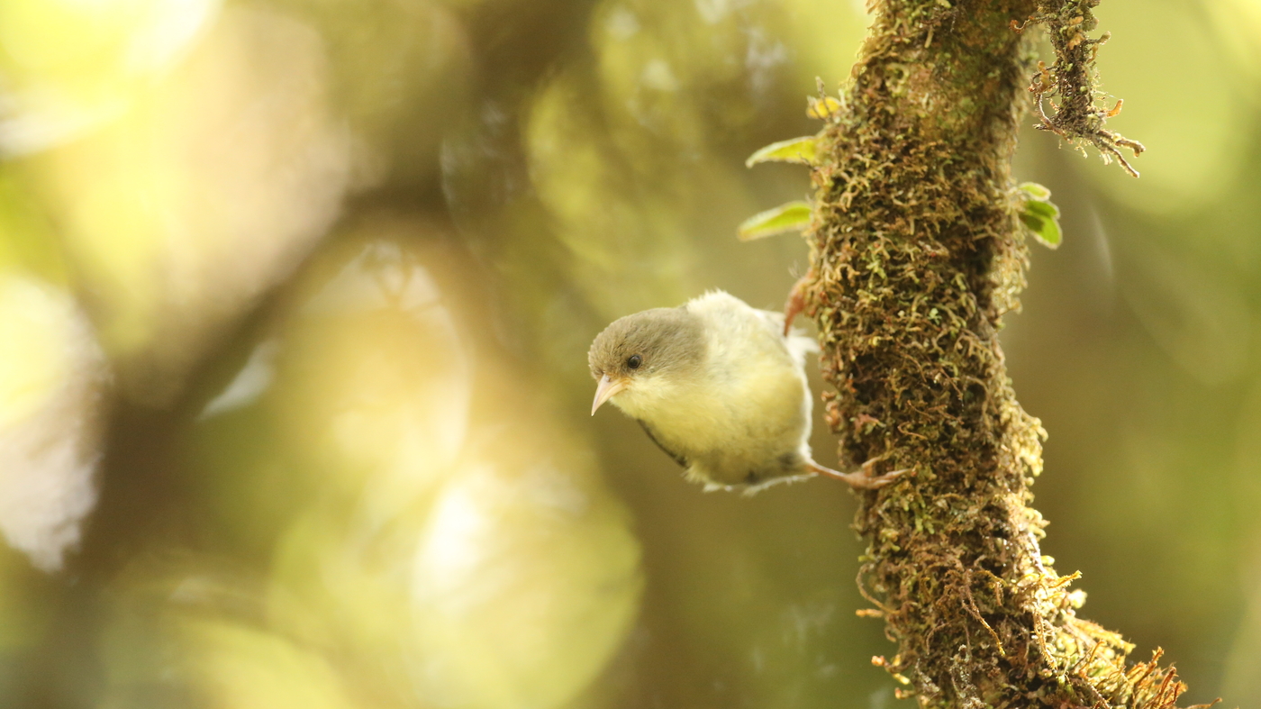 Warming Climate Is Quieting Kauai's Colorful Forest Birds : NPR