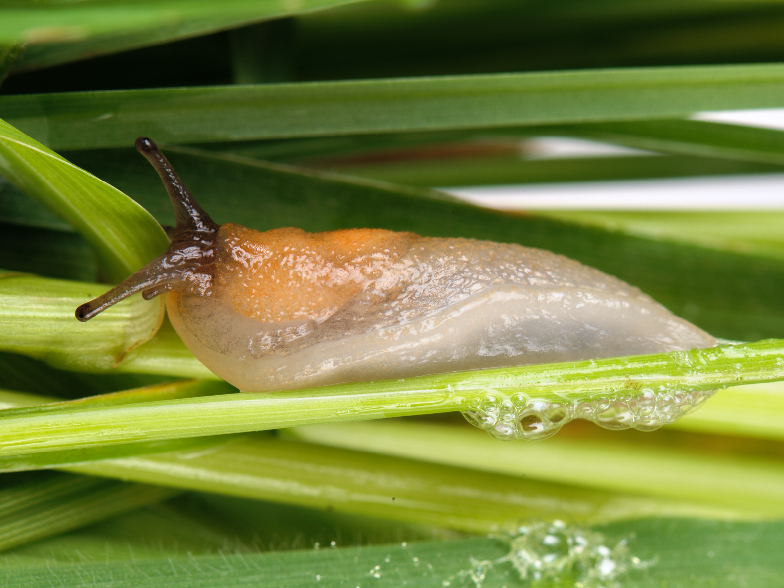Slug Slime Inspires Scientists To Invent Sticky Surgical Glue | NPR ...