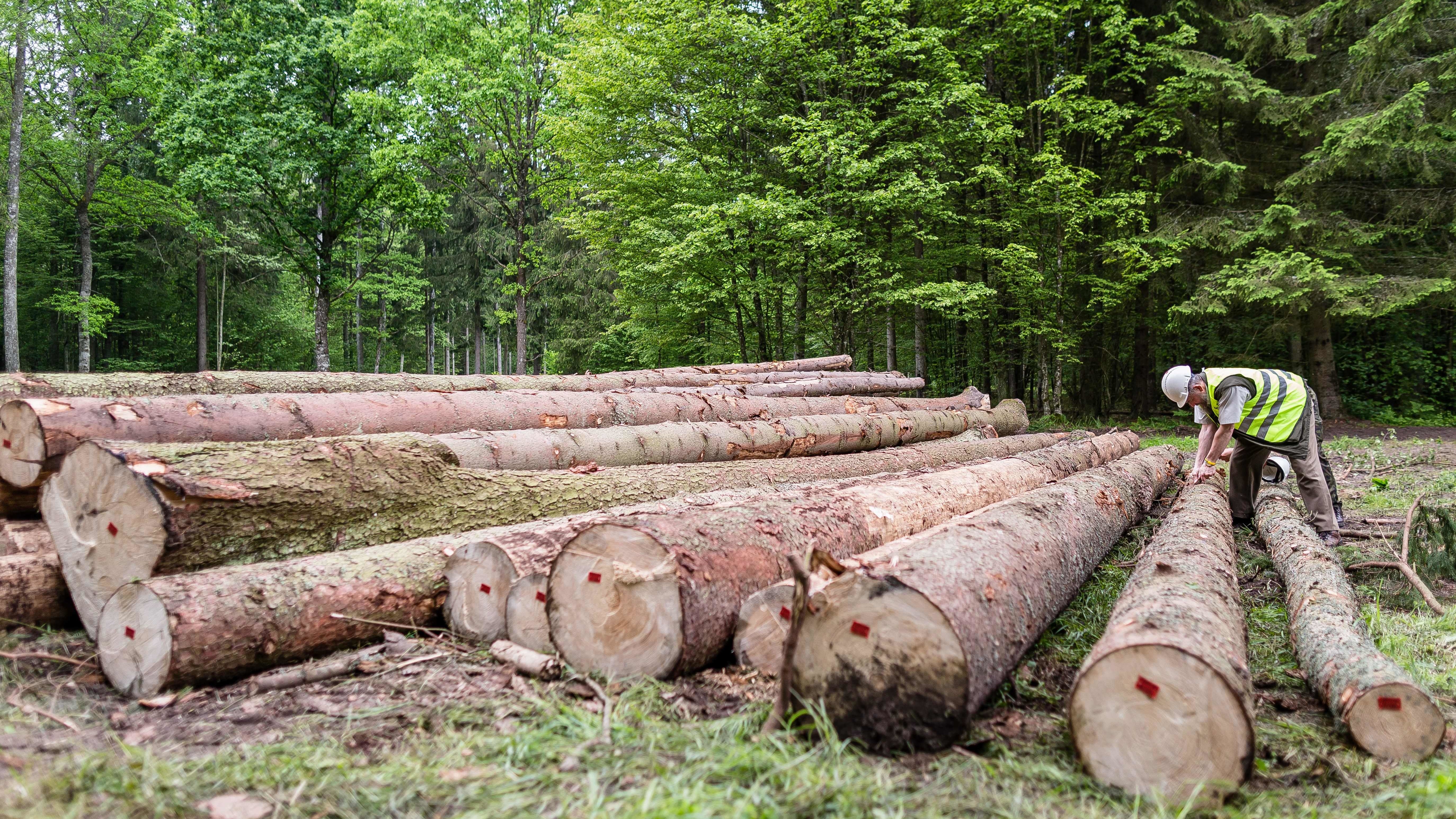 Poland Clashes With European Union Over Logging In Primeval Forest ...
