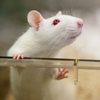 The Genetic Divide Between NYC's Uptown And Downtown Rats : NPR
