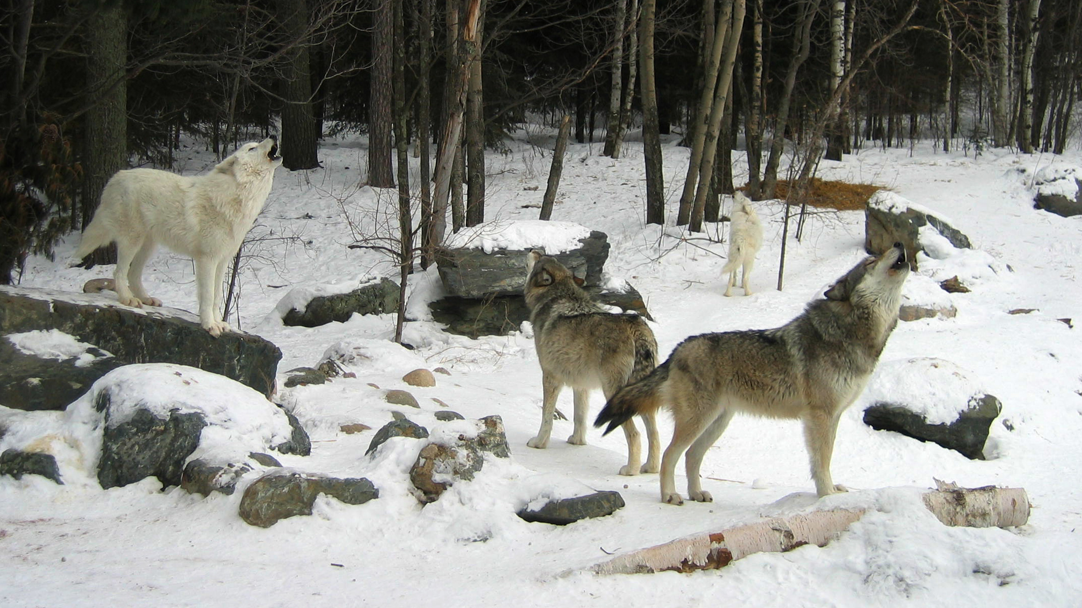 Grey Wolf Habitat