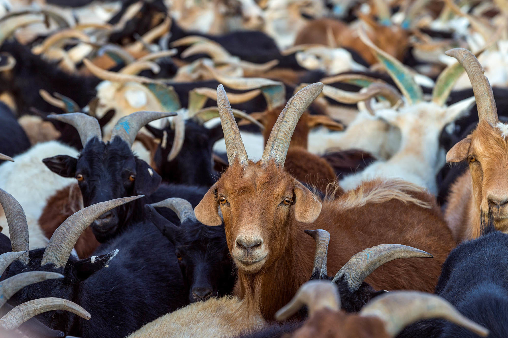 The War Against 'Goat Plague' | WBUR