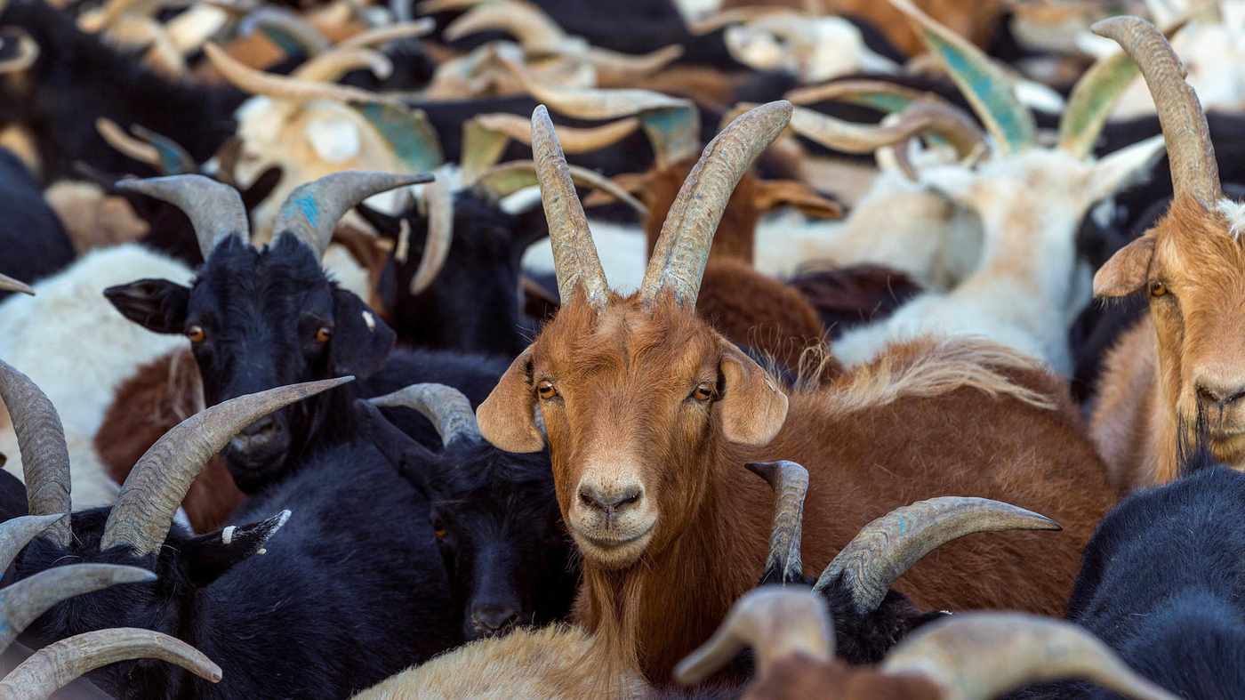 A New Vaccine Campaign Could Be The First Step In Wiping Out 'Goat ...