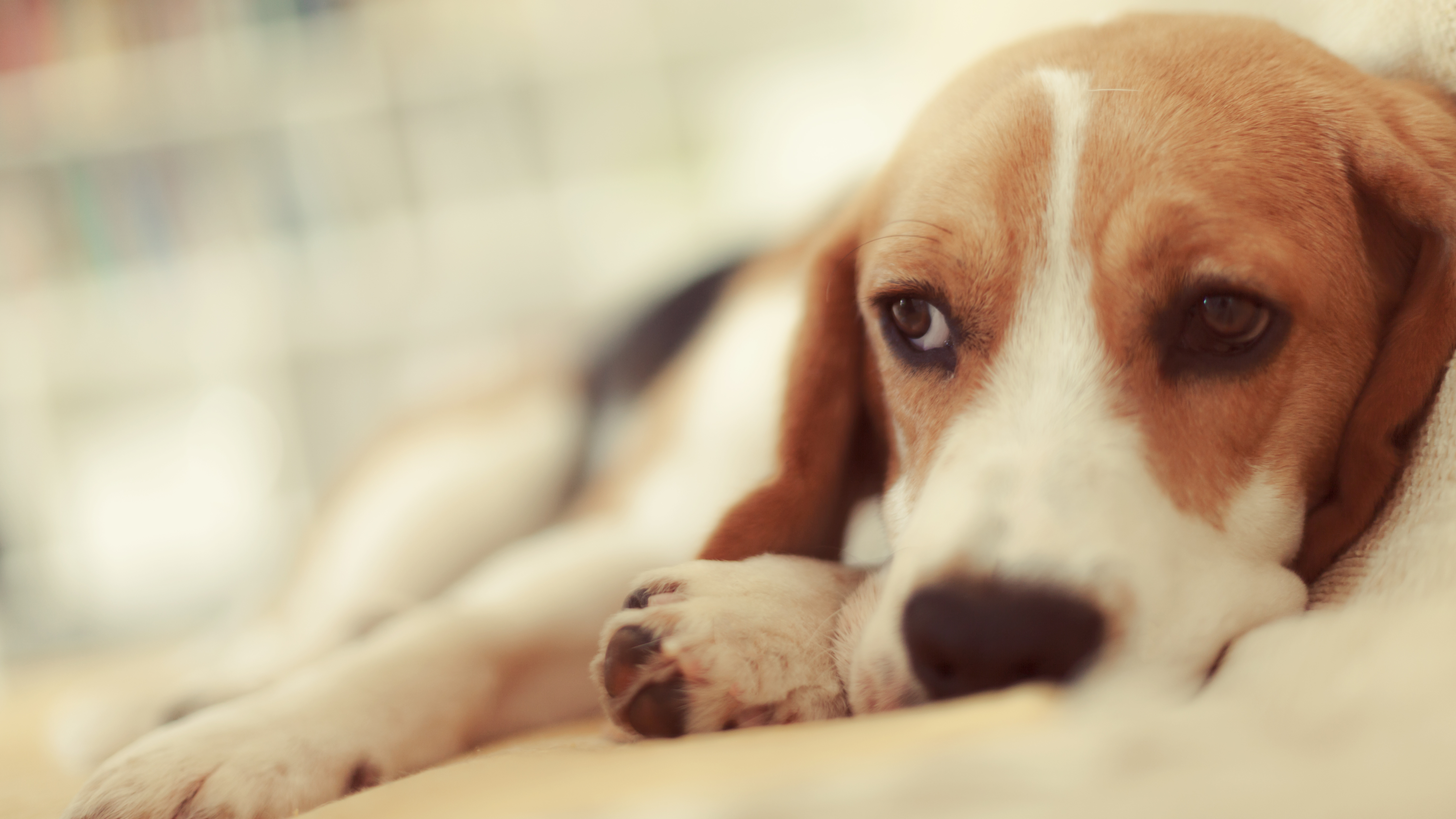 Why Boredom Is An Animal Welfare Issue : 13.7: Cosmos And Culture : NPR