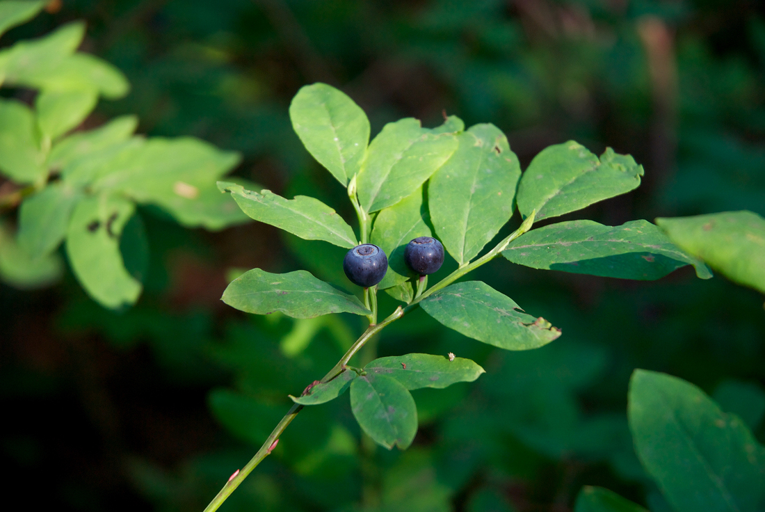 For The Love Of Huckleberries: August Brings Out Hunters Of Elusive ...