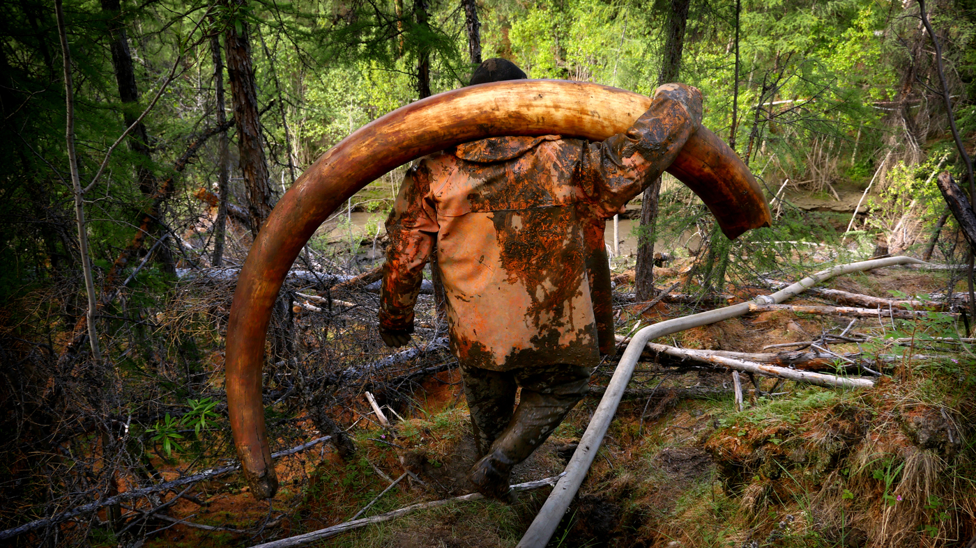 Woolly Mammoths Are Long Gone, But The Hunt For Their Ivory Tusks Lives ...