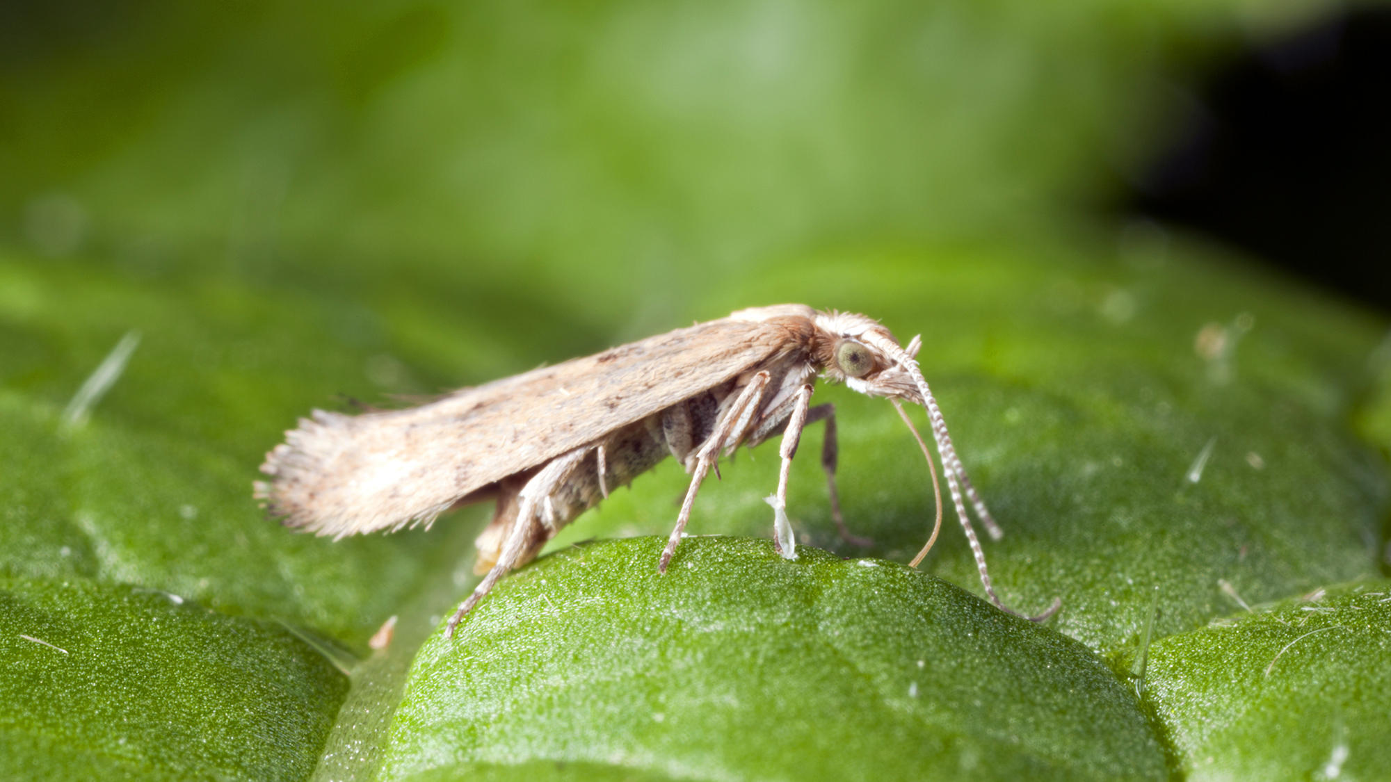 Scientists Try To Fight Crop Damage With An Invasive Moth's Own DNA ...