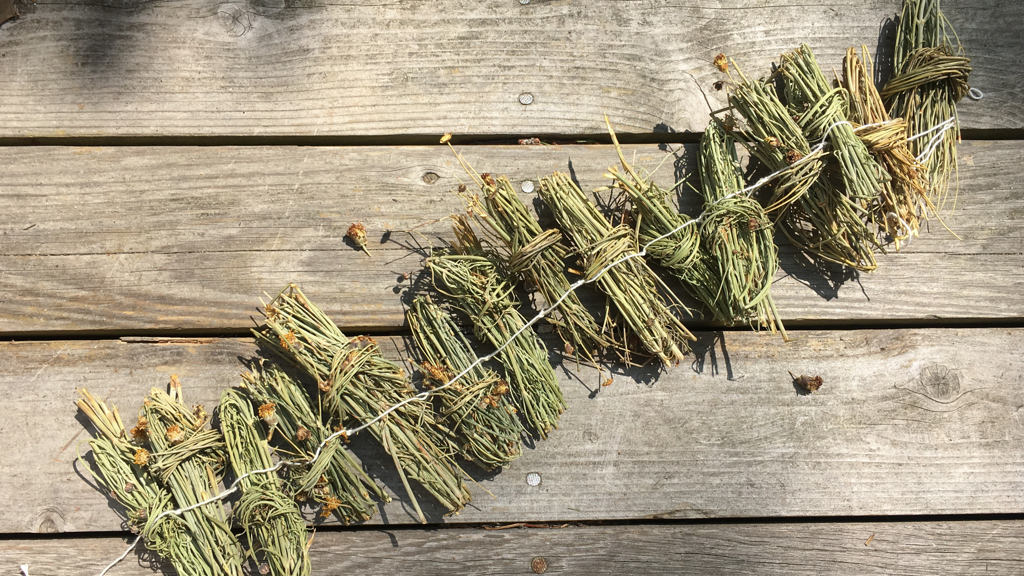 For Navajos, Desert 'Tea' Fosters Kinship With Heritage And Nature ...