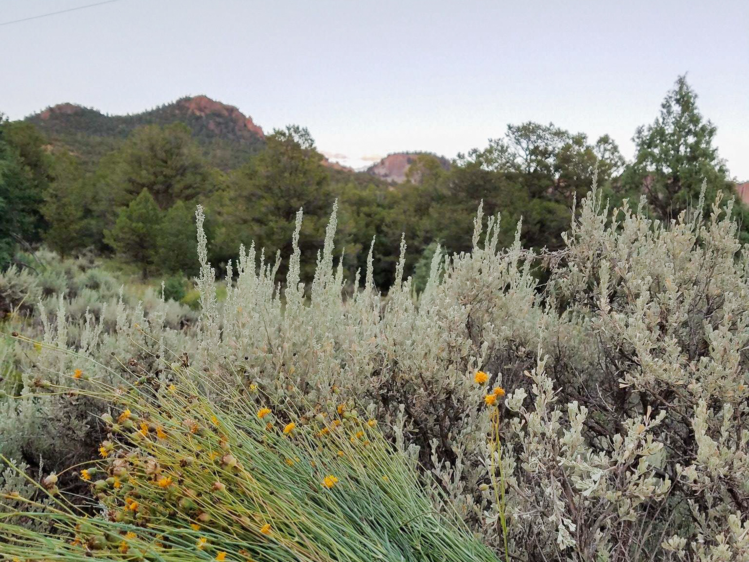 For Navajos, Desert 'Tea' Fosters Kinship With Heritage And Nature ...