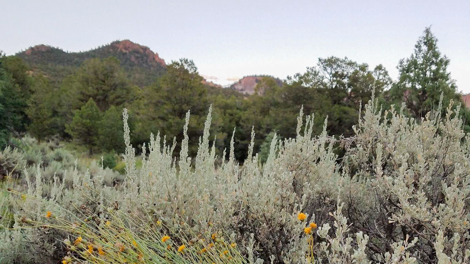 For Navajos, Desert 'Tea' Fosters Kinship With Heritage And Nature ...