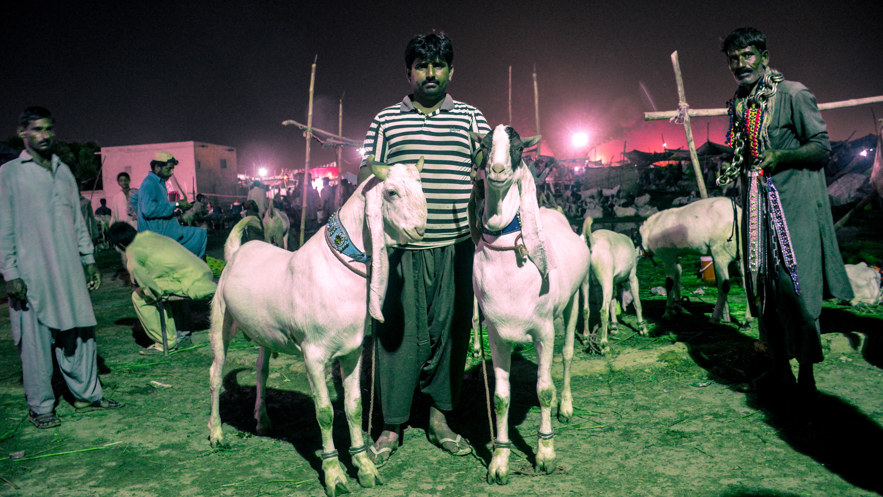 Eid Al-Adha Goats Cost More This Year Because Of Pakistan's Harsh ...