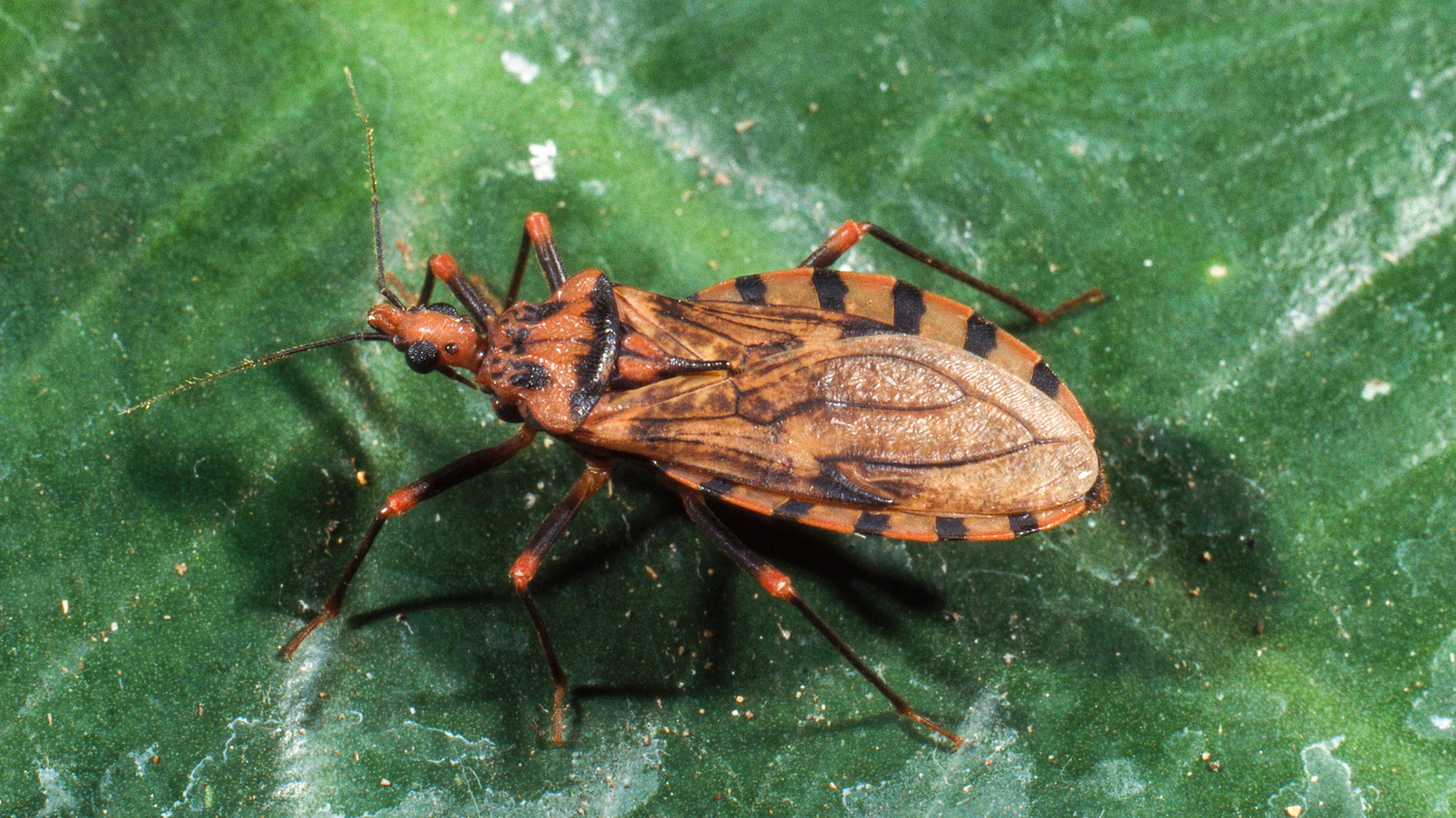 First FDA-Approved Drug For Chagas Raises Price Concerns : Shots ...