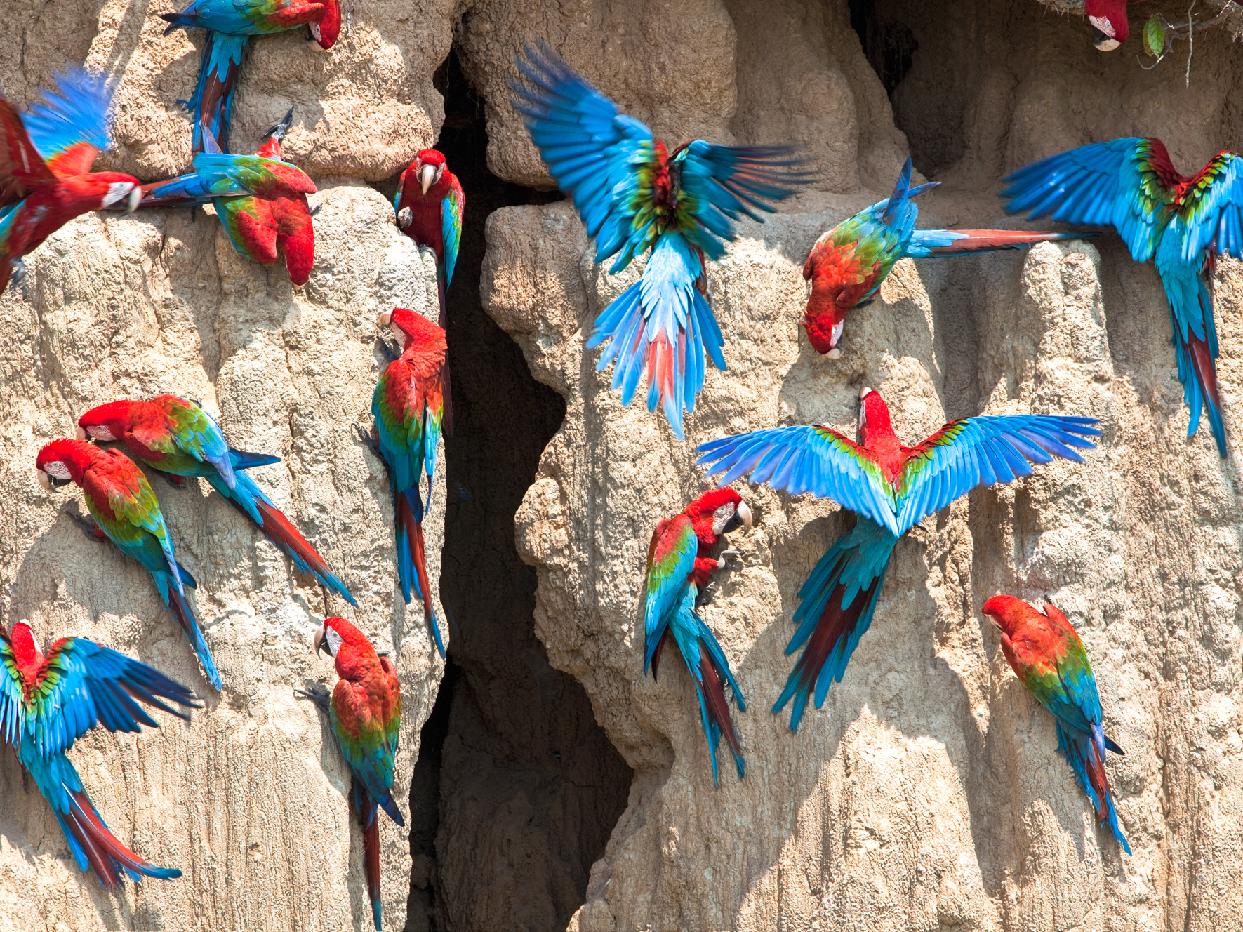 Why Do Parrots (And People) Eat Clay? - capradio.org