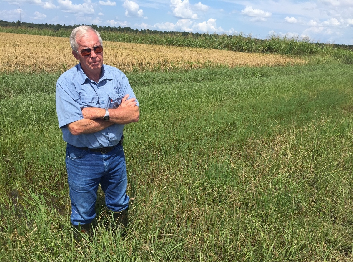 Texas Farmers Suffer Extensive Crop Losses In Wake Of Harvey : The Salt ...