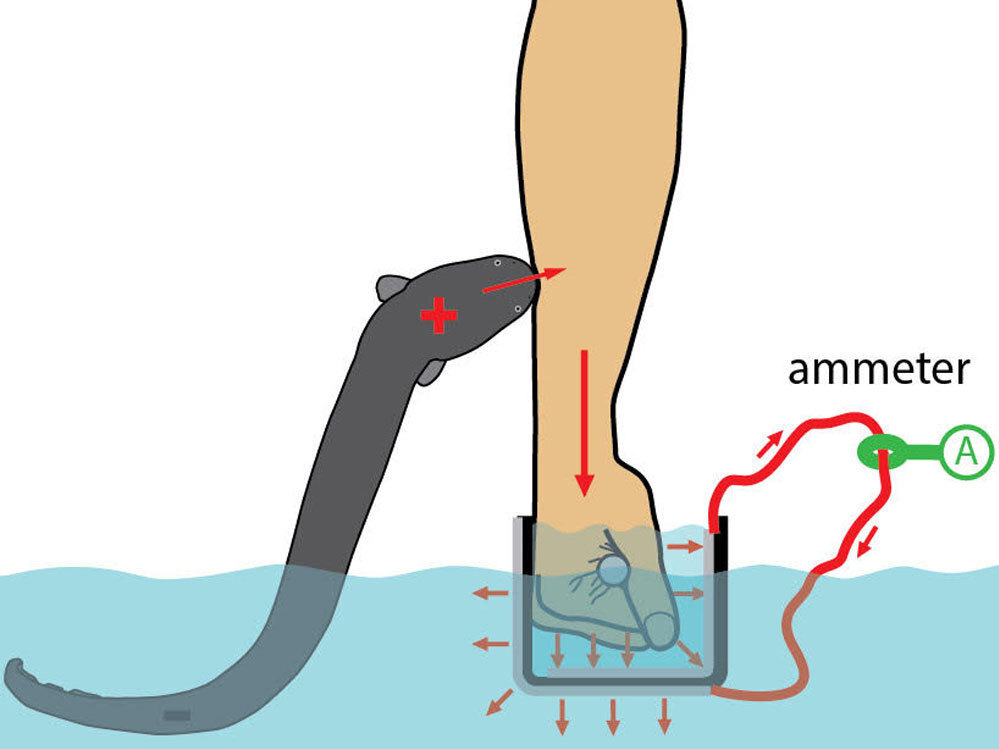 It's Like An 'Electric-Fence Sensation,' Says Scientist Who Let An Eel ...
