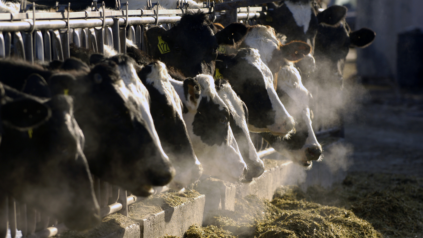 Gassy Cows Warm The Planet. Scientists Think They Know How To Squelch ...