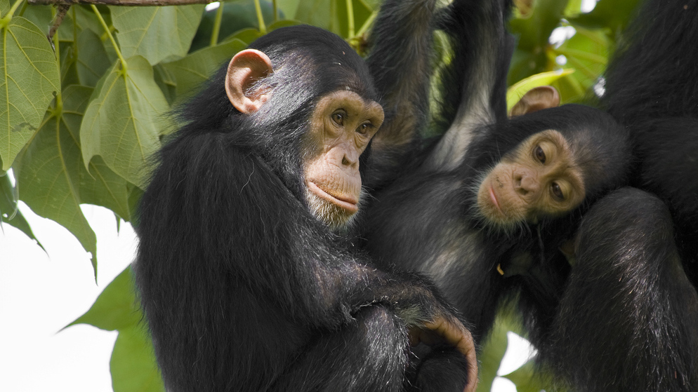 A Failure Of Intelligence Testing, With Chimpanzees : 13.7: Cosmos And ...