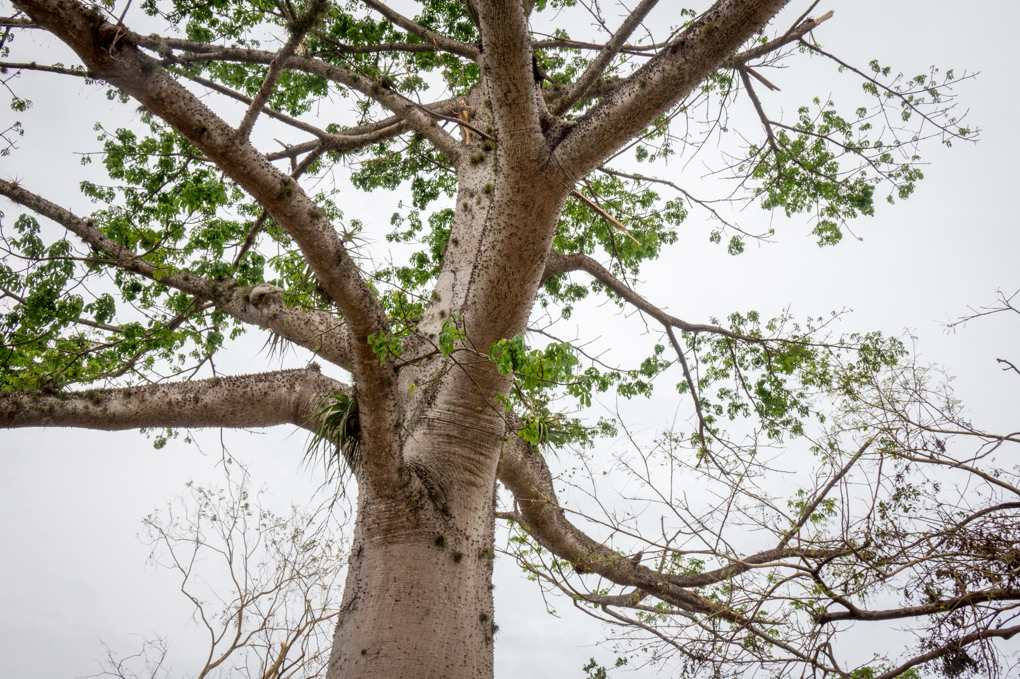 After Hurricane's Wrath, Puerto Rico's Green Forests Turn Bare Brown ...