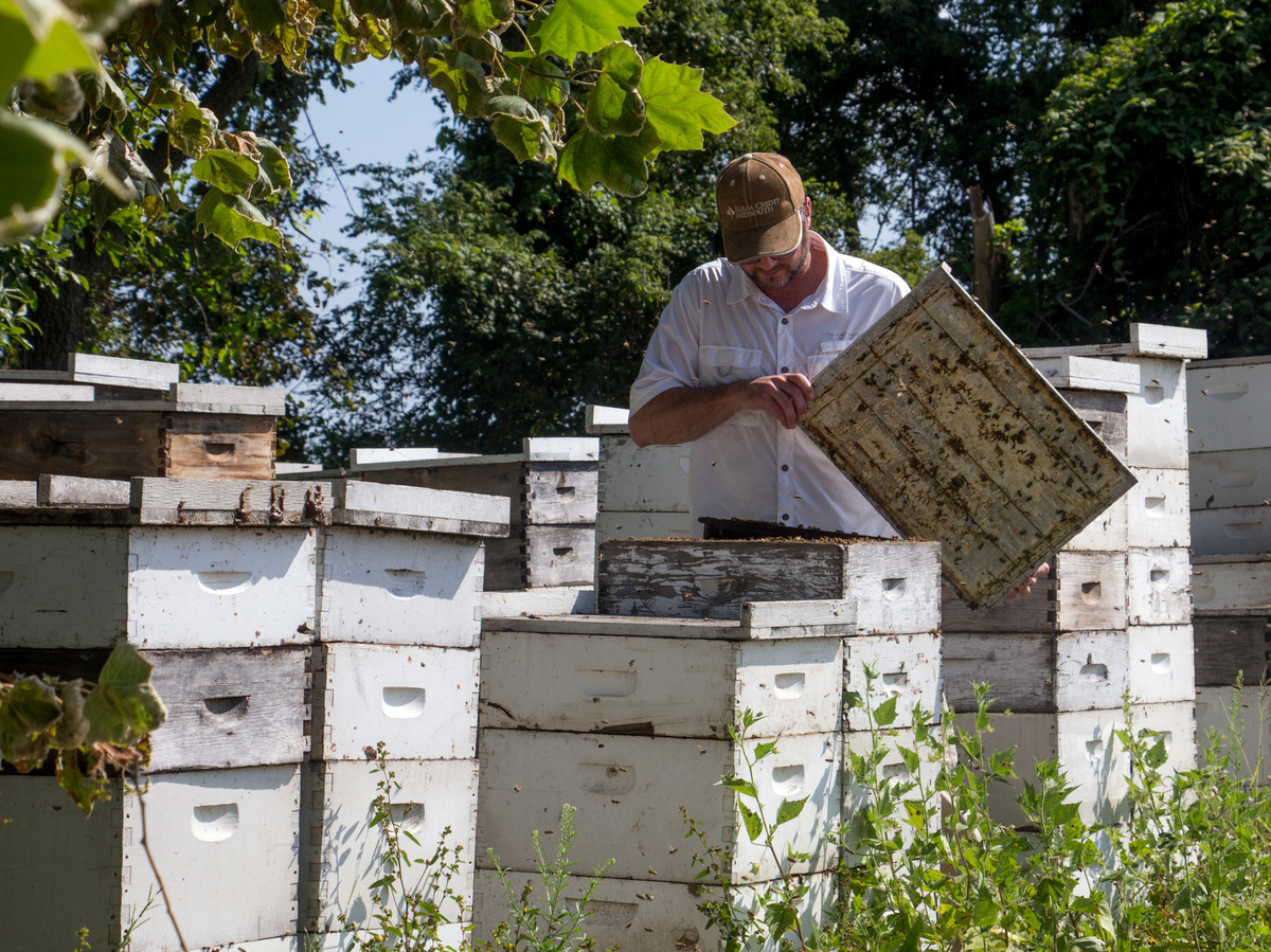 Weedkiller Dicamba Hurts Unprotected Crops, Environment : The Salt : NPR