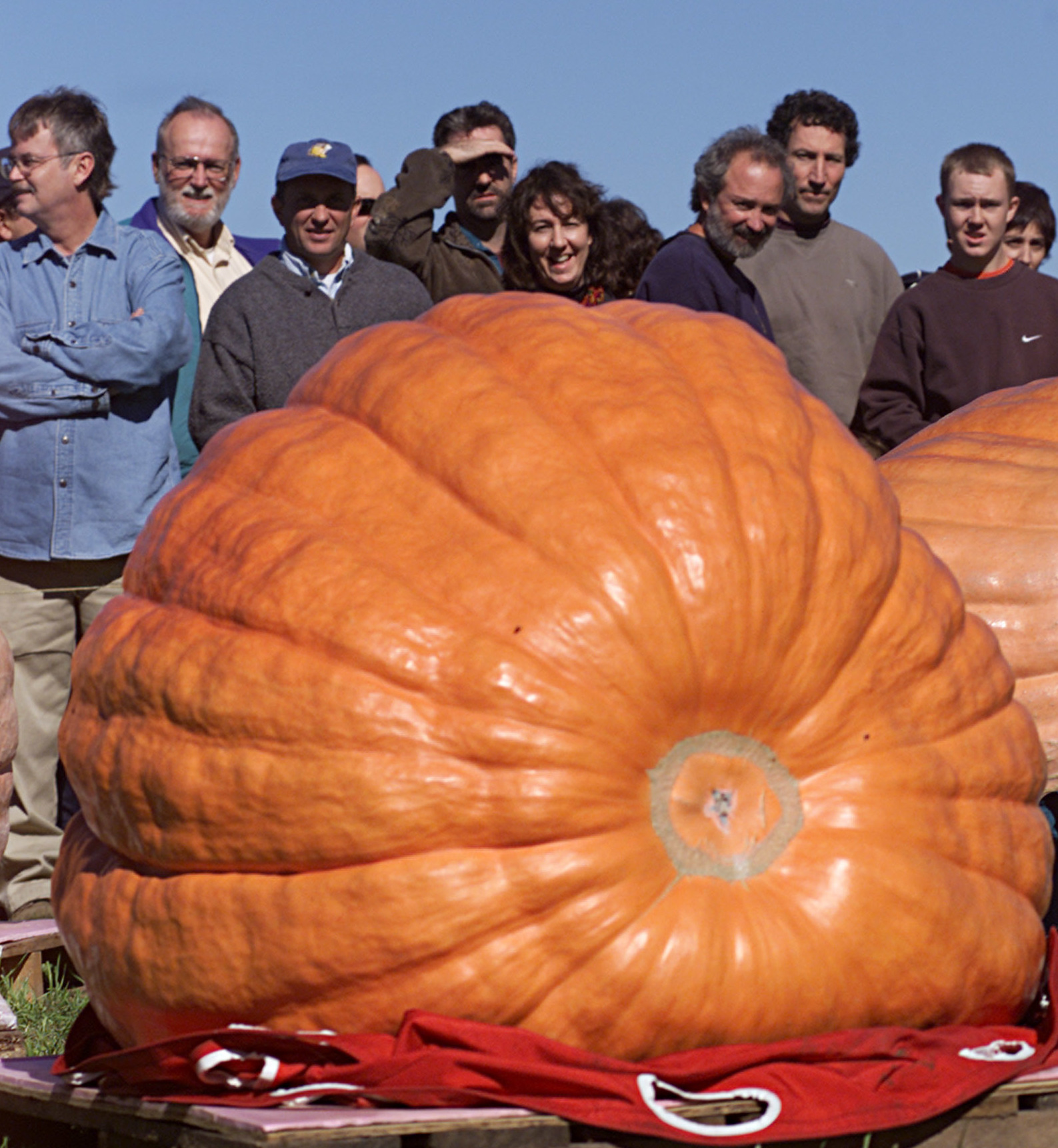 largest hubbard squash