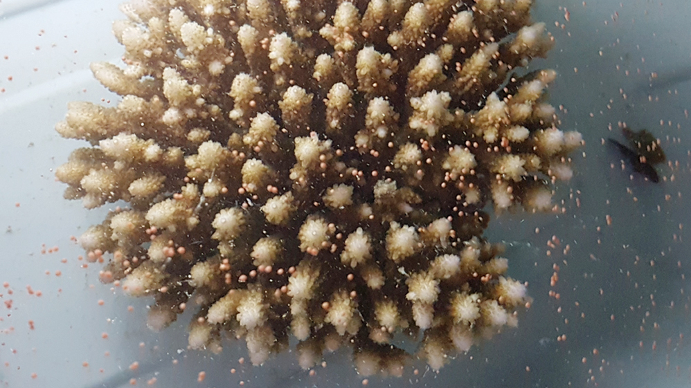 Scientists Are Using IVF To Save Coral Reefs : NPR