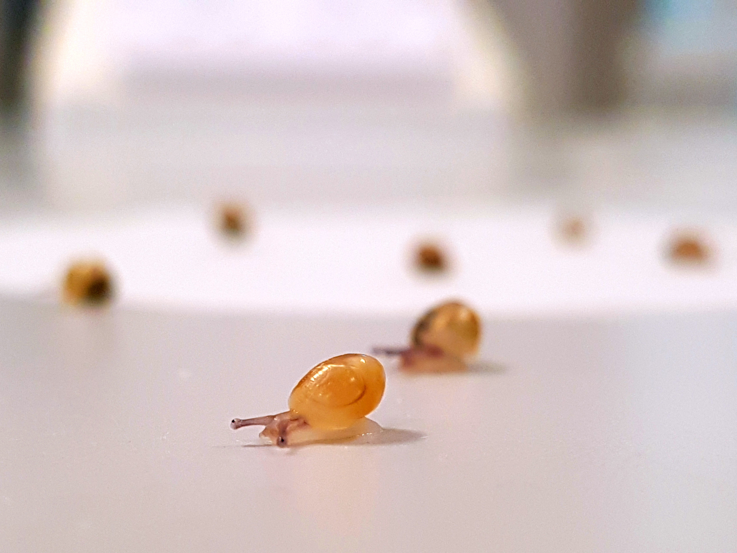 Jeremy, The Lonely, Left-Twisting Snail, Dies — But Knows Love Before ...