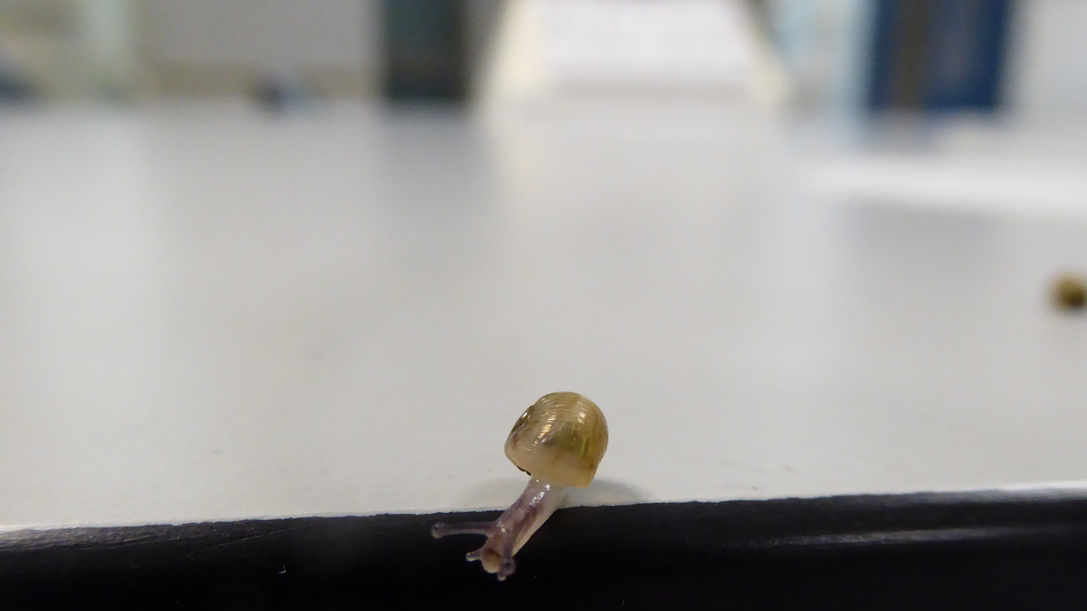 Jeremy, The Lonely, Left-Twisting Snail, Dies — But Knows Love Before ...