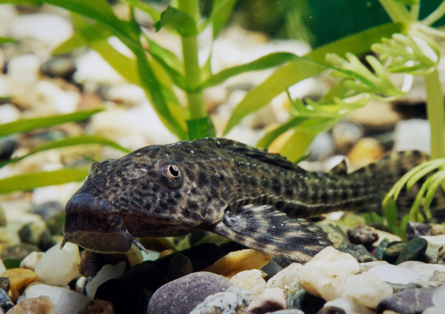 Armored Catfish destroys shorelines, yet could become a staple in ...