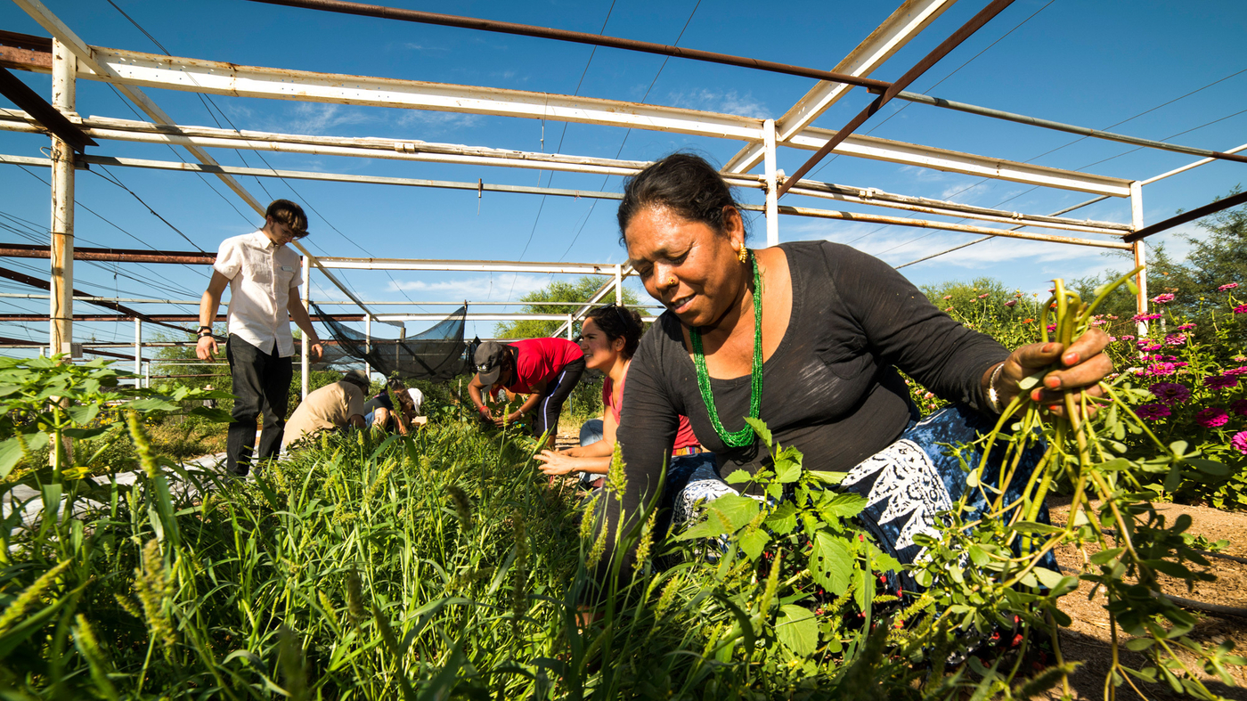 'Healing Through Harvesting': Gleaning Unwanted Fruit Helps Refugees In ...