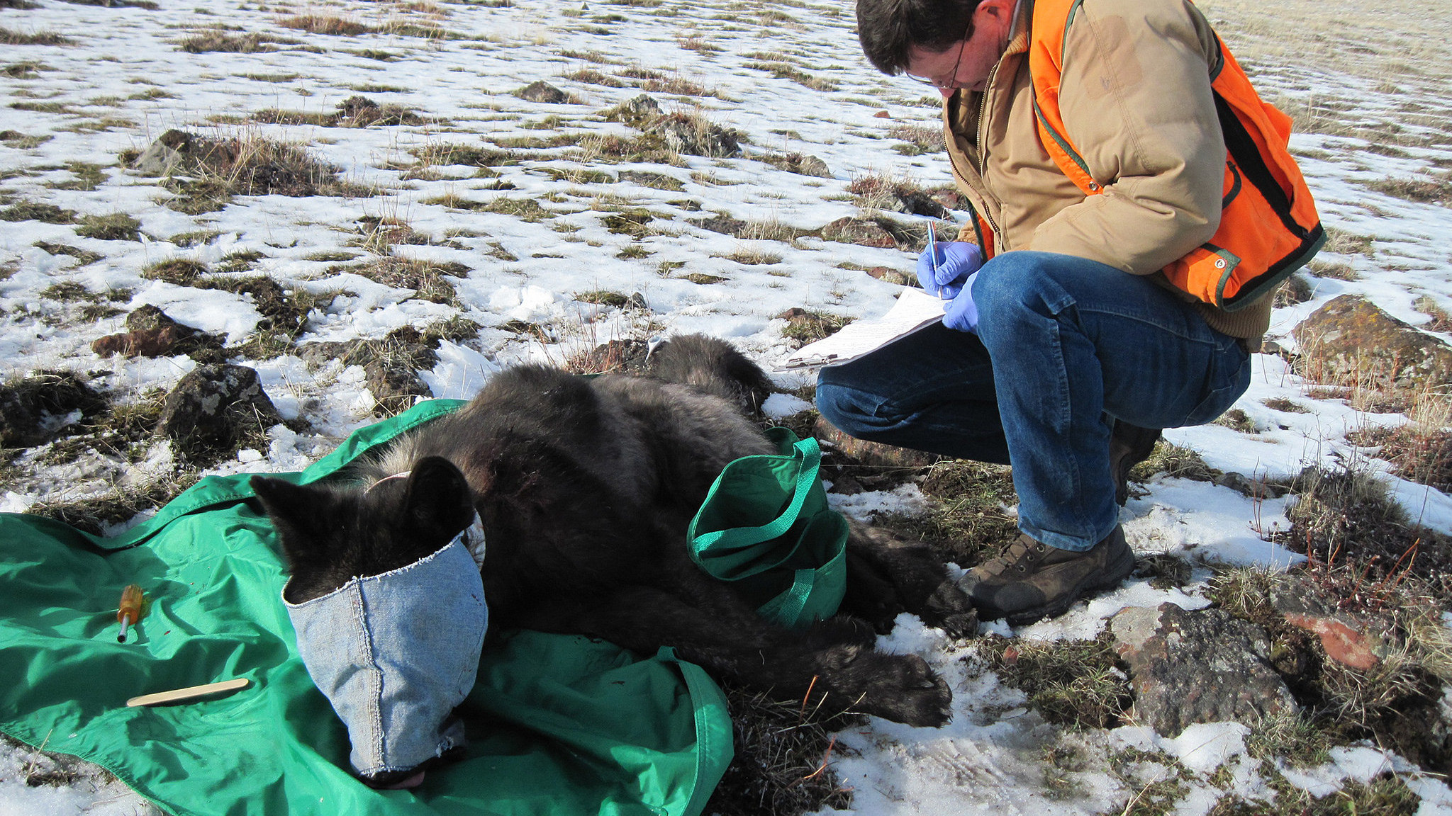 $15,500 Reward Offered After Endangered Wolf Shot Dead : The Two-Way : NPR