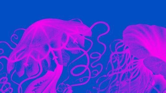 'Spineless' Dives Deep Into The World Of Jellyfish : NPR