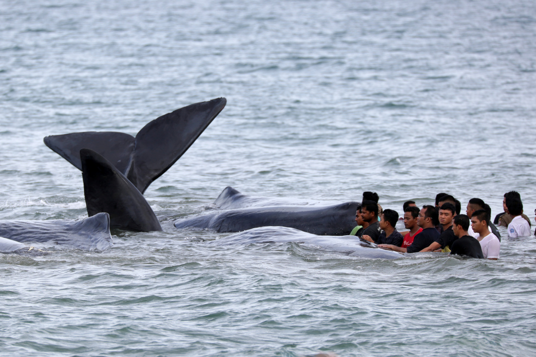 Volunteers Save Beached Whales On Indonesian Shore : The Two-Way : NPR