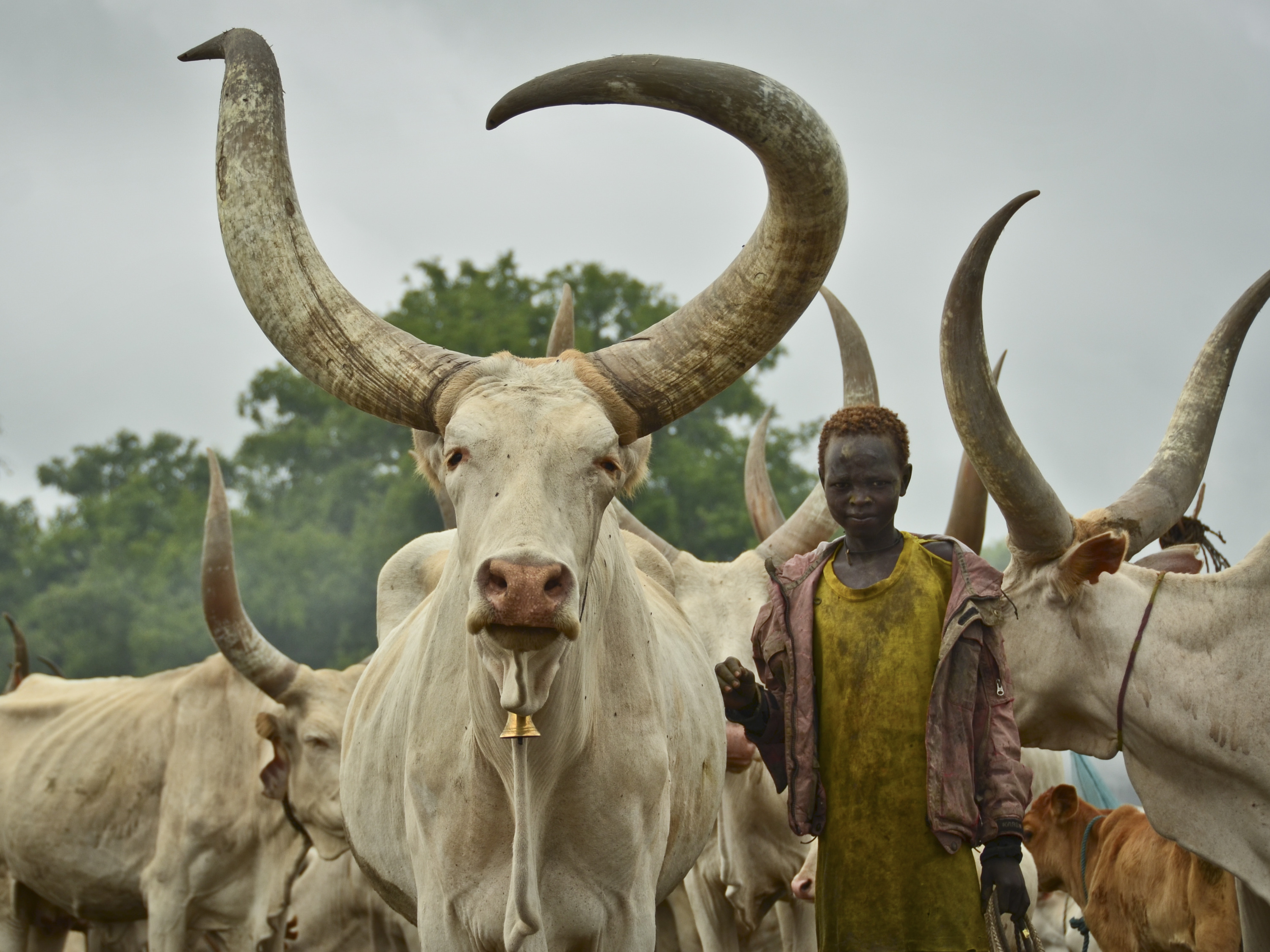 Sudanese Cow Mundari Tribe South Sudan | A Tribe With Special