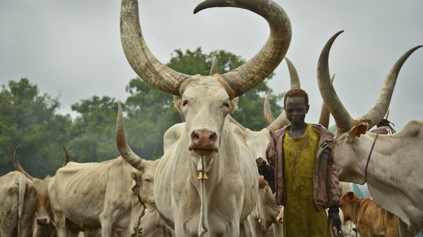 Episode 805: War And Peace And Cows : Planet Money : NPR