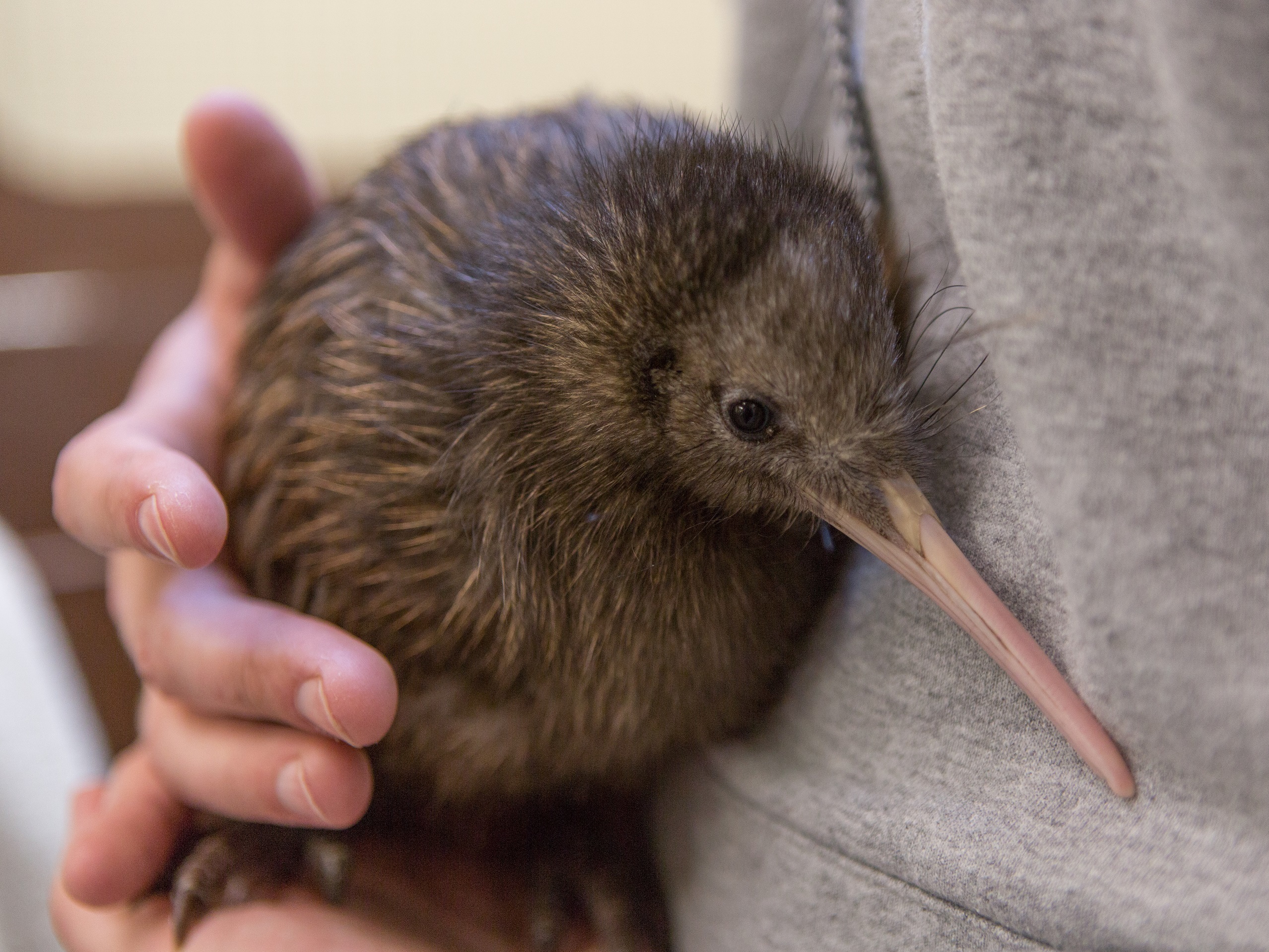 Baby Animal Profile: Whetu, The Kiwi Chick | NCPR News