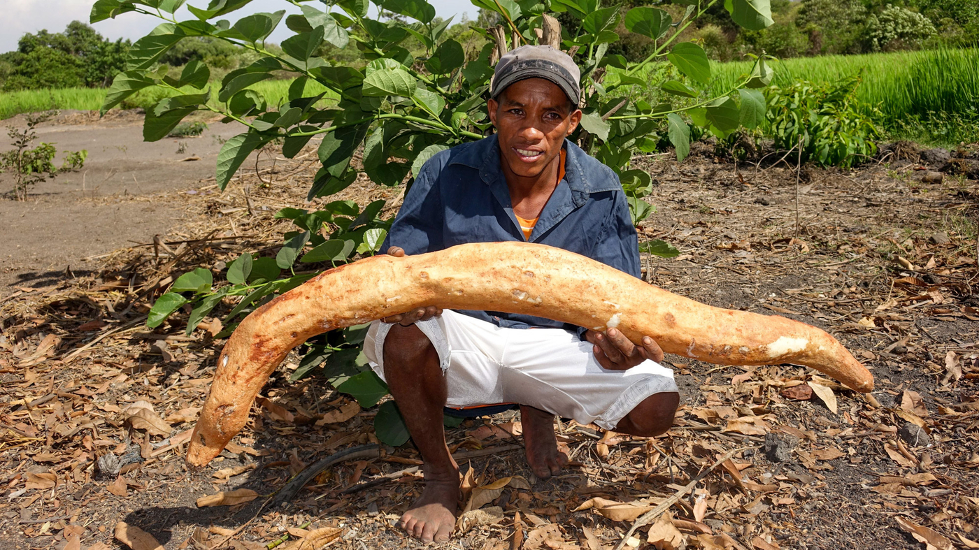 The Wild Yams Of Madagascar Are Being Studied, Spread Around — And ...