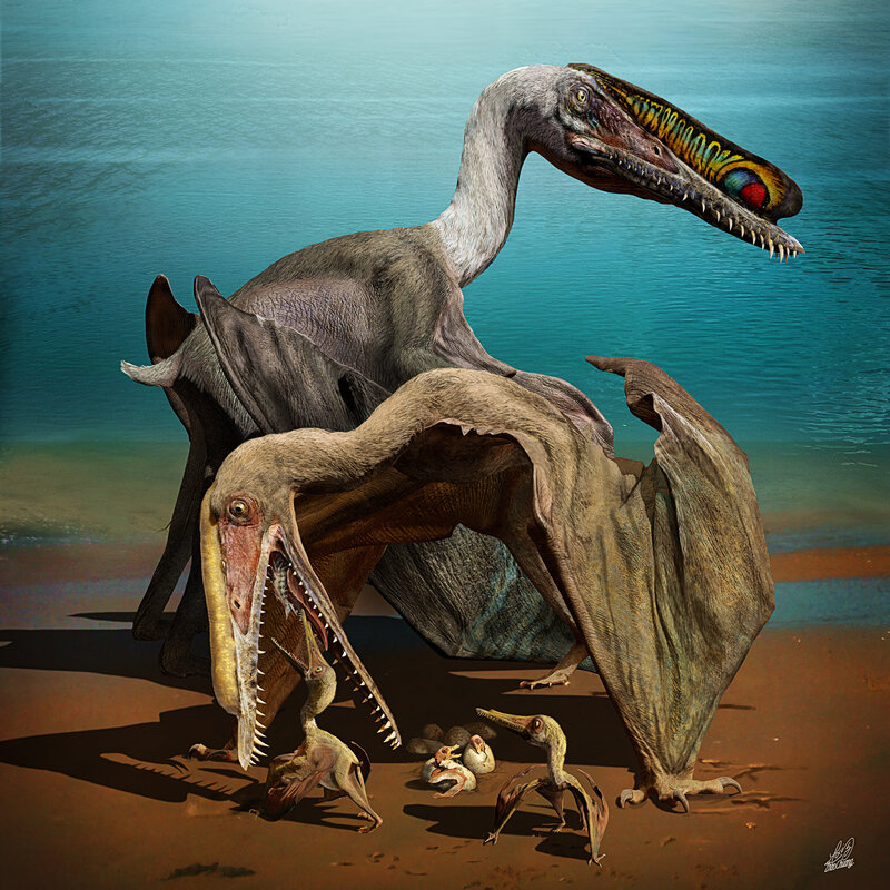 Pterosaur Eggs! | Robert McGrath's Blog