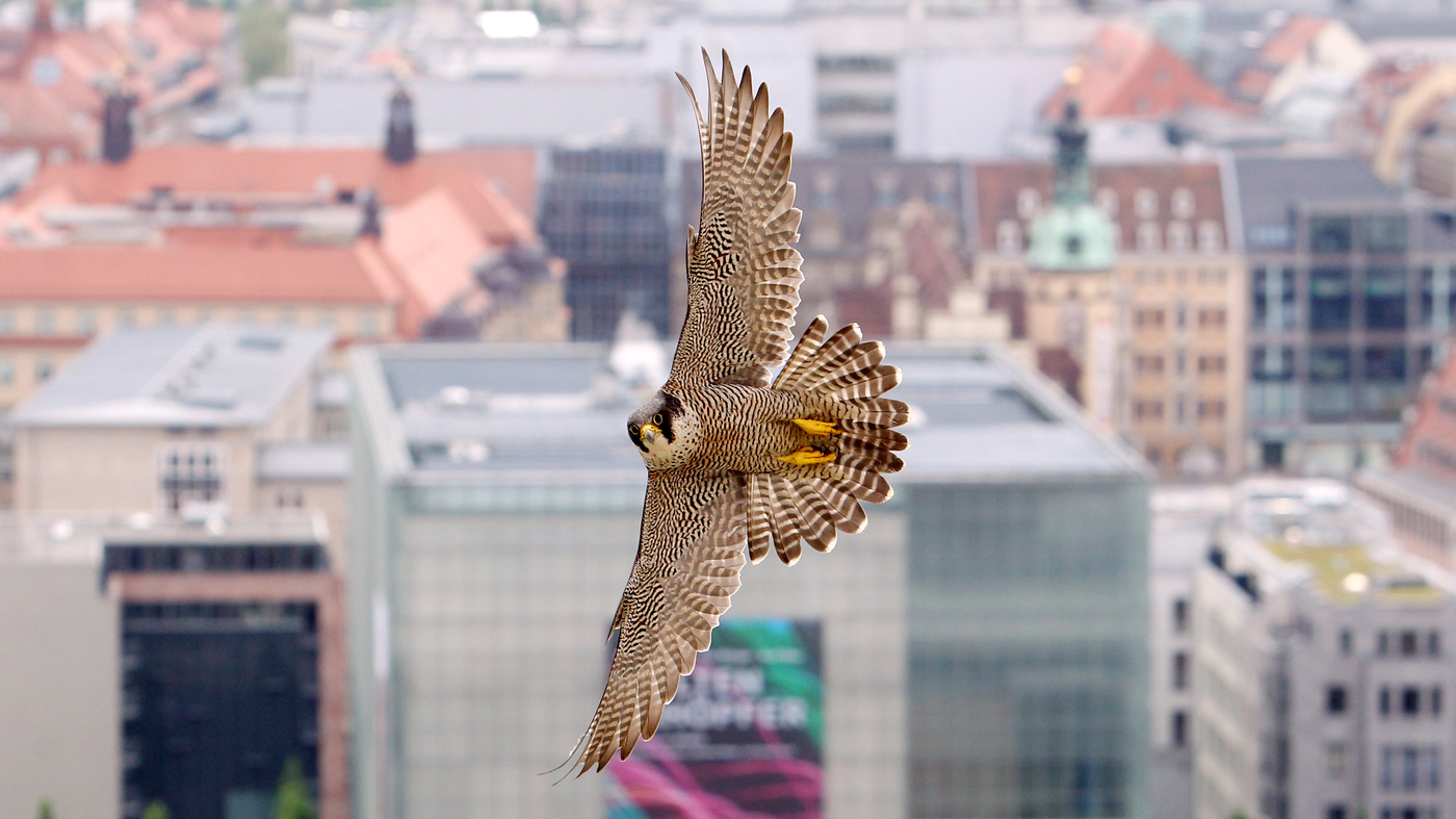 Peregrine Falcon Attacking