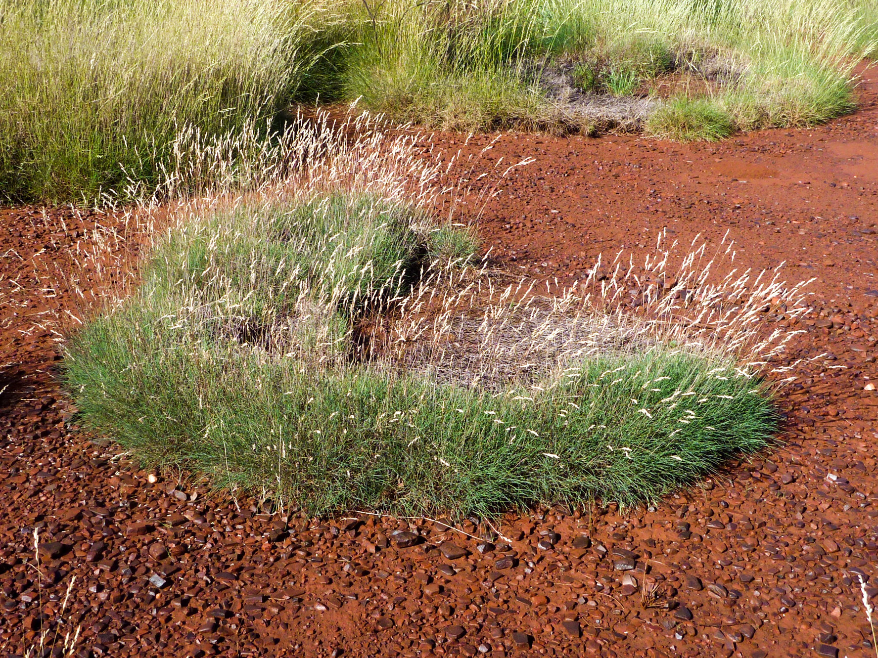 Scientists Discover Grass Species With Intriguing 'Salt And Vinegar ...