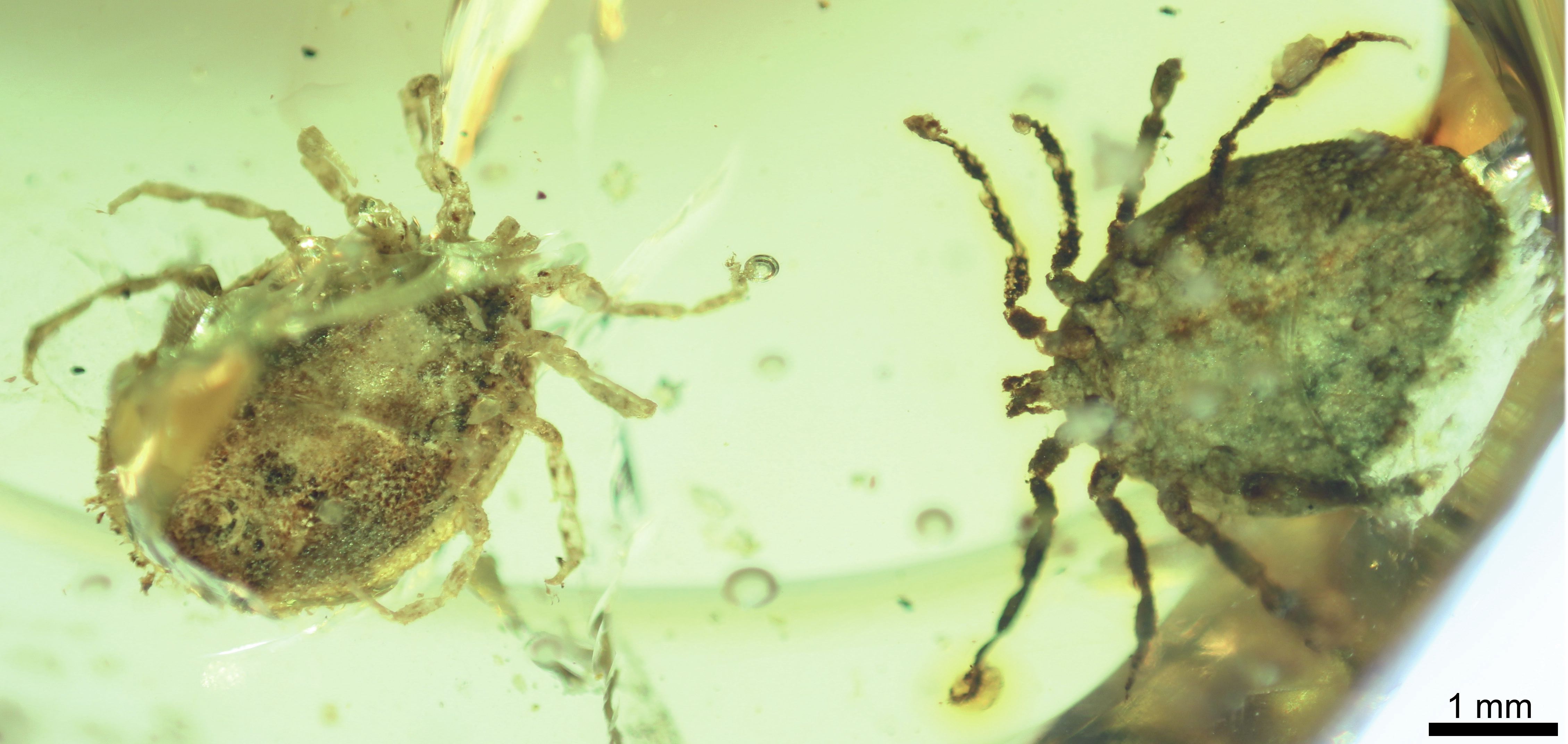 Amber-Trapped Tick Suggests Ancient Bloodsuckers Feasted On Feathered ...