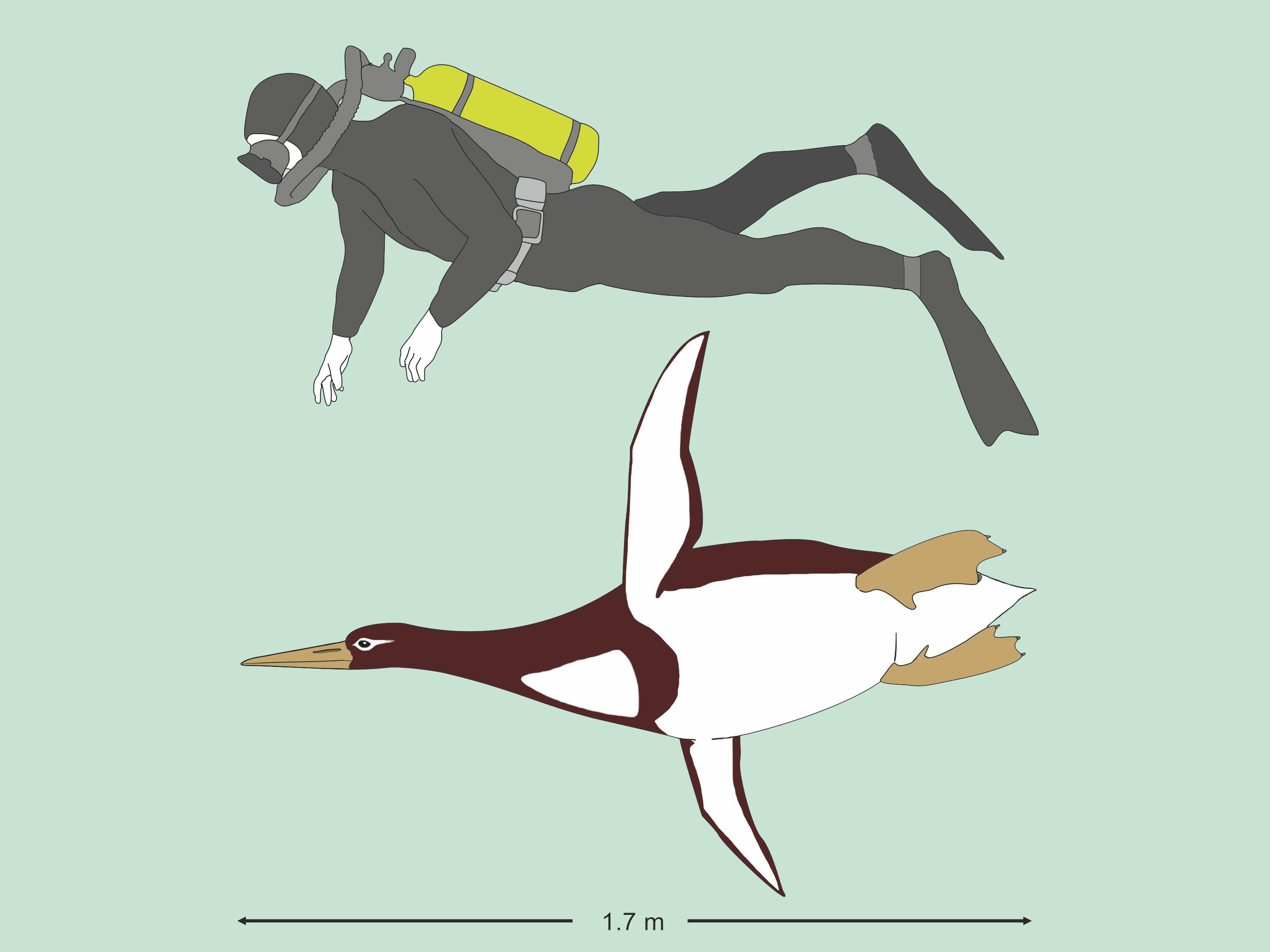 Giant Prehistoric Penguins Once Swam Off The Coast Of New Zealand | NPR ...