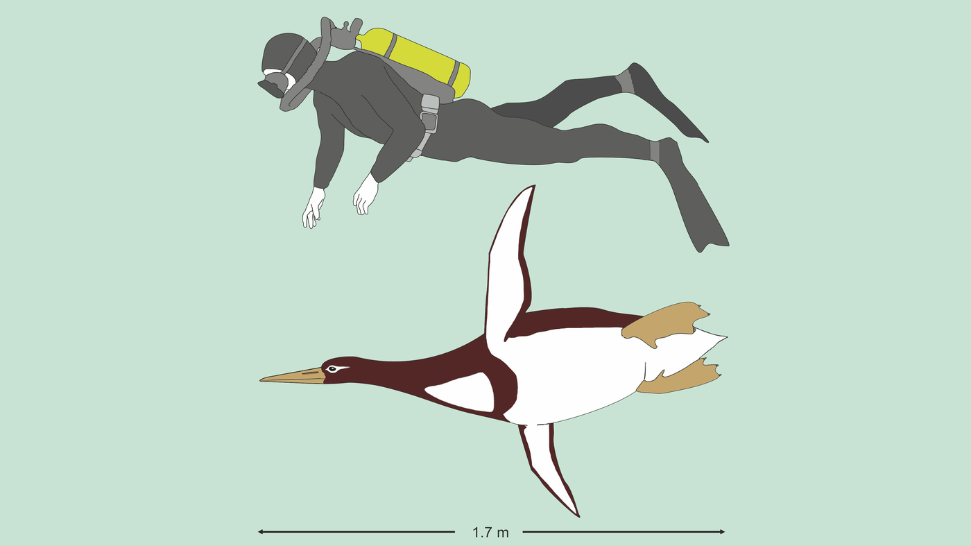 Giant Prehistoric Penguins Once Swam Off The Coast Of New Zealand : The ...
