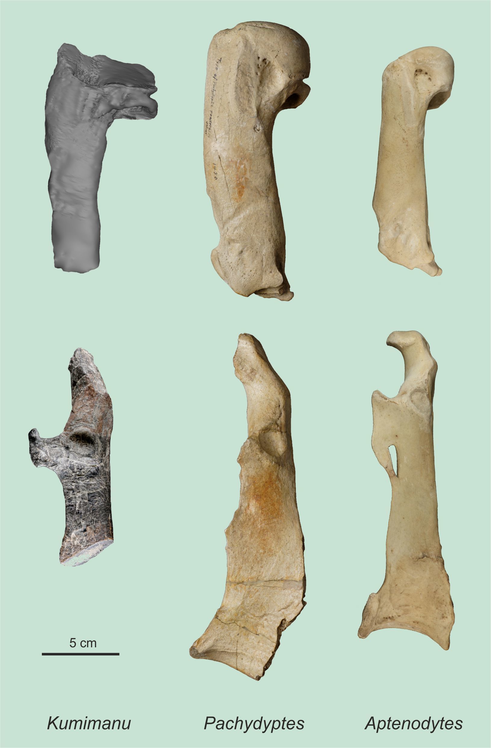 Giant Prehistoric Penguins Once Swam Off The Coast Of New Zealand ...