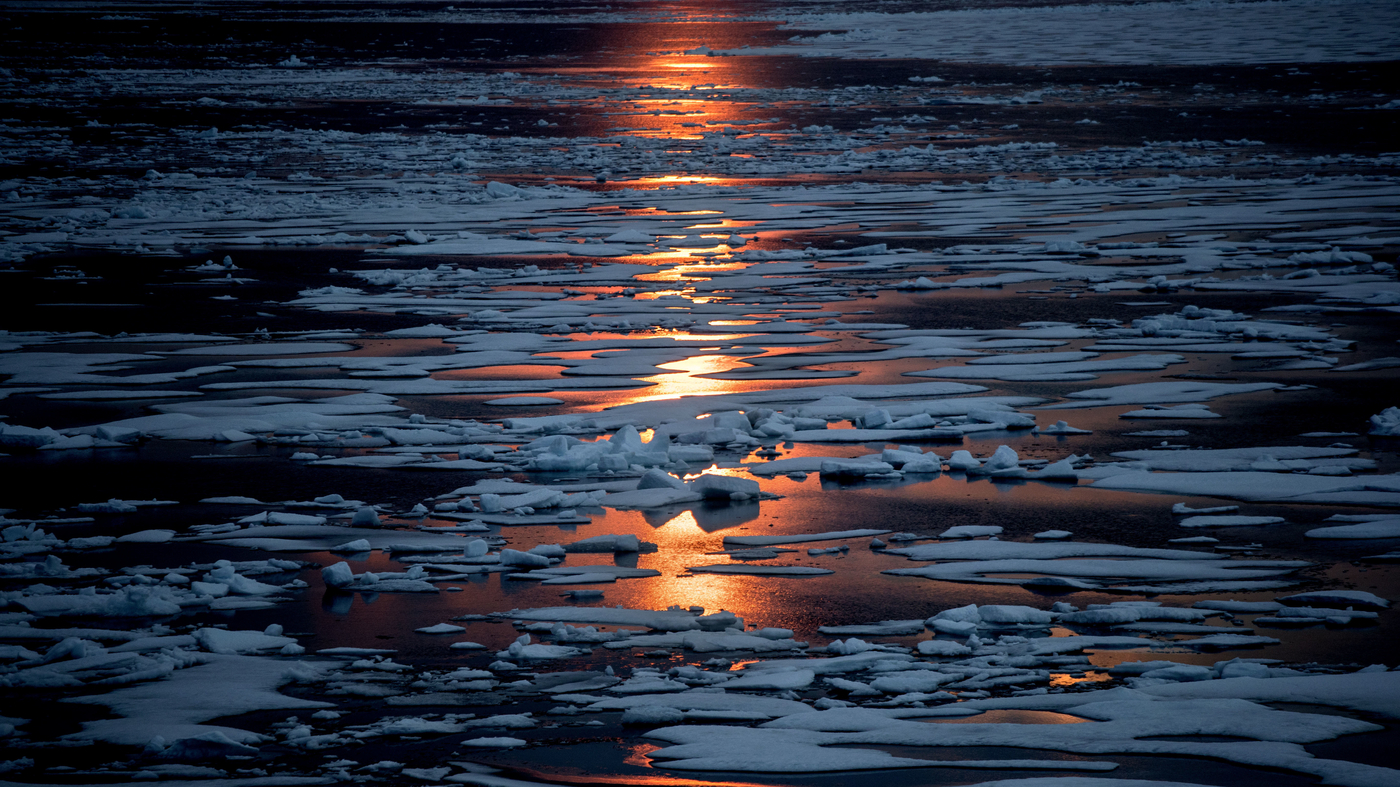 Polar Bear In National Geographic Video Highlights Effects of Climate ...