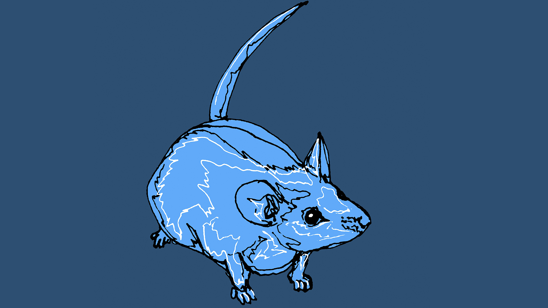 Experiments In Mice Suggest Role For Gene Editing For Deafness : Shots ...